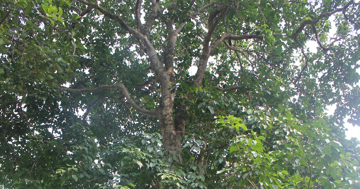 Kecapi, Pohon Buah Khas Betawi - Seribu Jenis Pepohonan