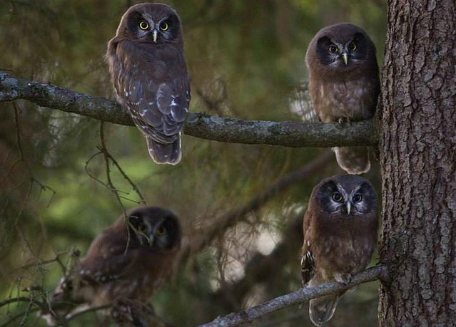 Most Beautiful Pictures: Top 10 Most Beautiful Owl's.