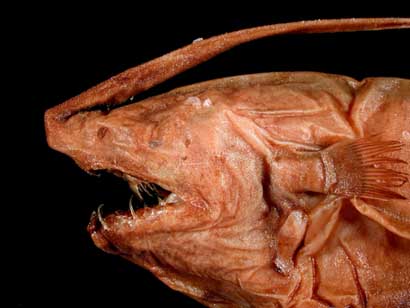 Portal Fish Picture: Deep Sea Gigantactis