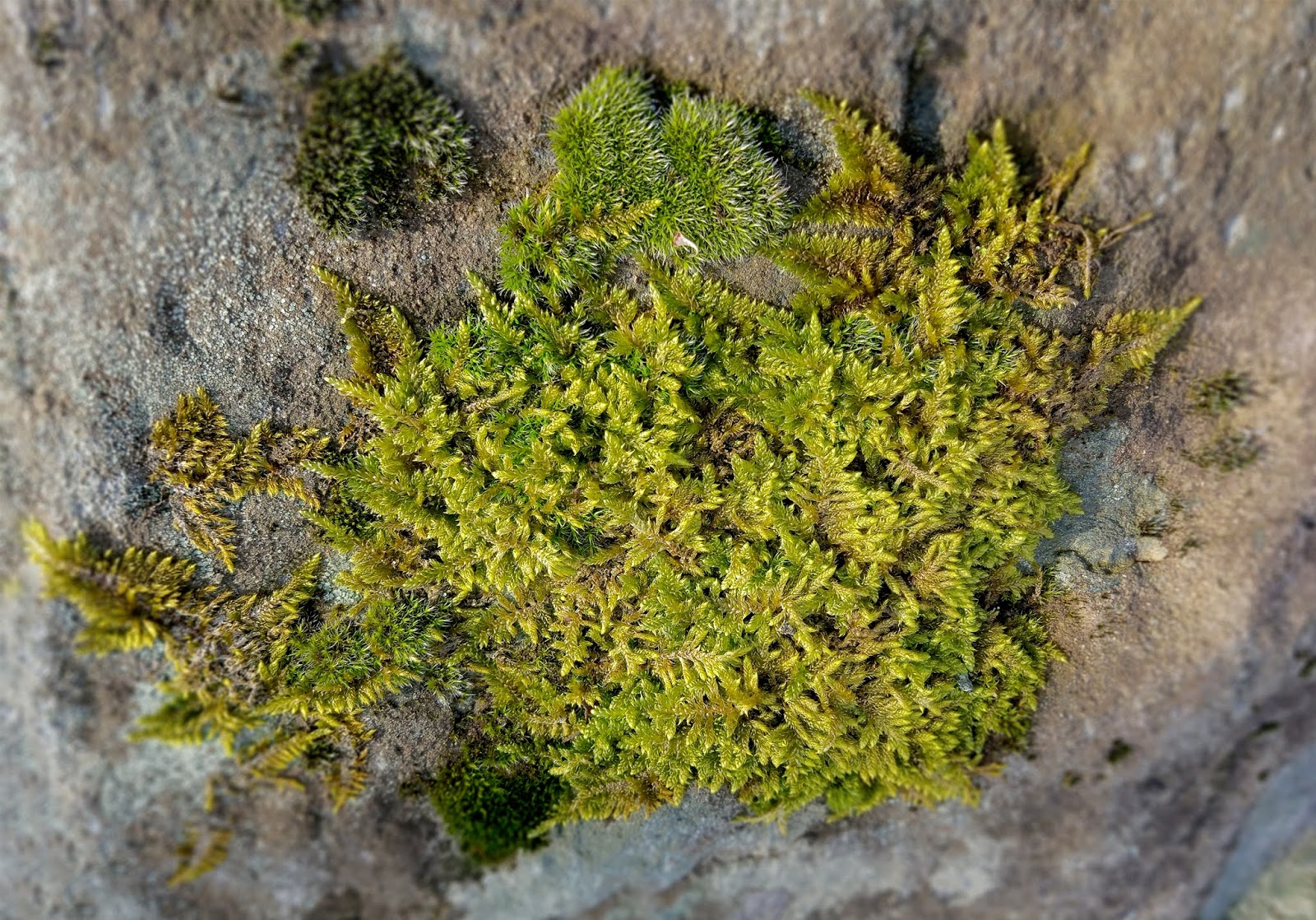 Econ Analysis Tools: List of popular mosses
