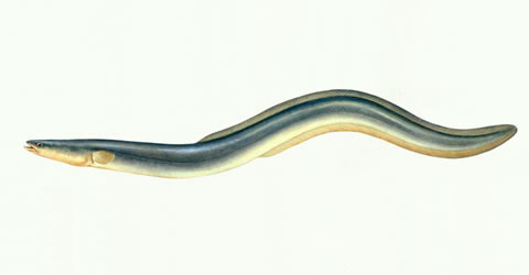 Artes de Pesca: VAMOS A PESCAR ANGUILAS