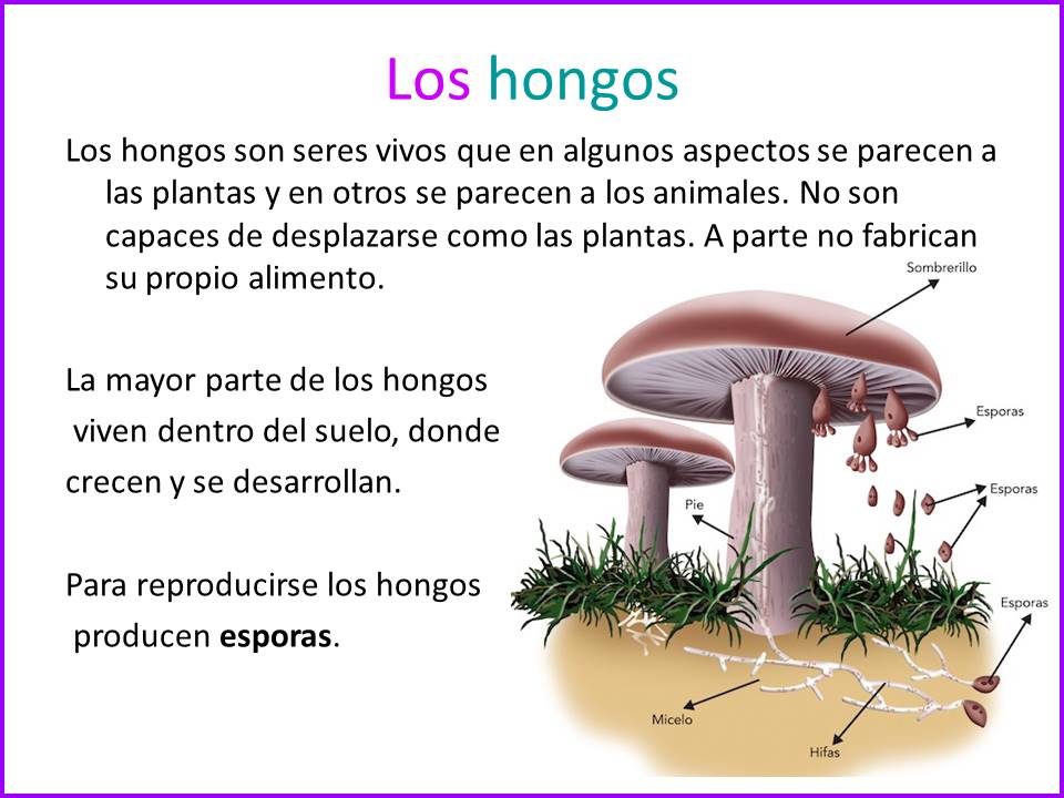 Cosas de niños para la escuela: HONGOS: HONGOS CON SETAS, MOHOS Y ...