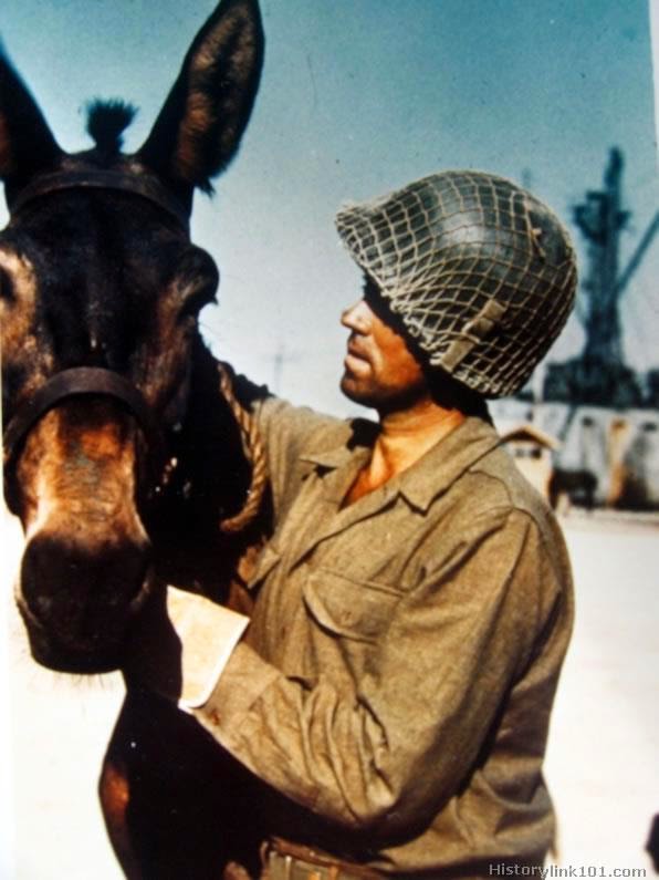Color Photos of Animals in World War II ~ Vintage Everyday