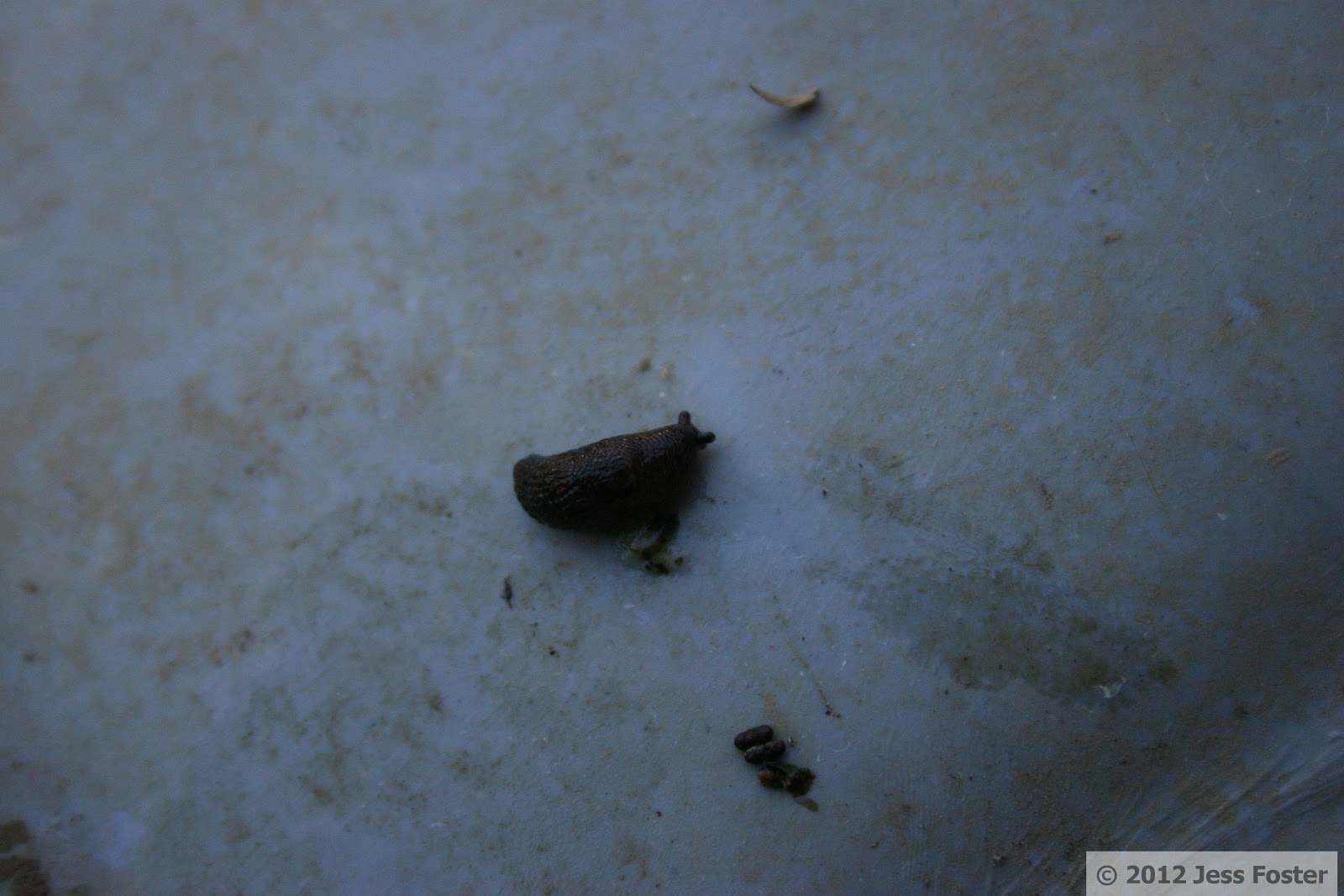 Sluggin' Along: Slug Waste Disposal: Part 2