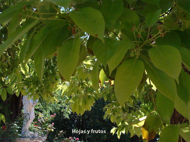 elarbolmiamigo-encinarosa: Árbol del alcanfor / Alcanforero ...