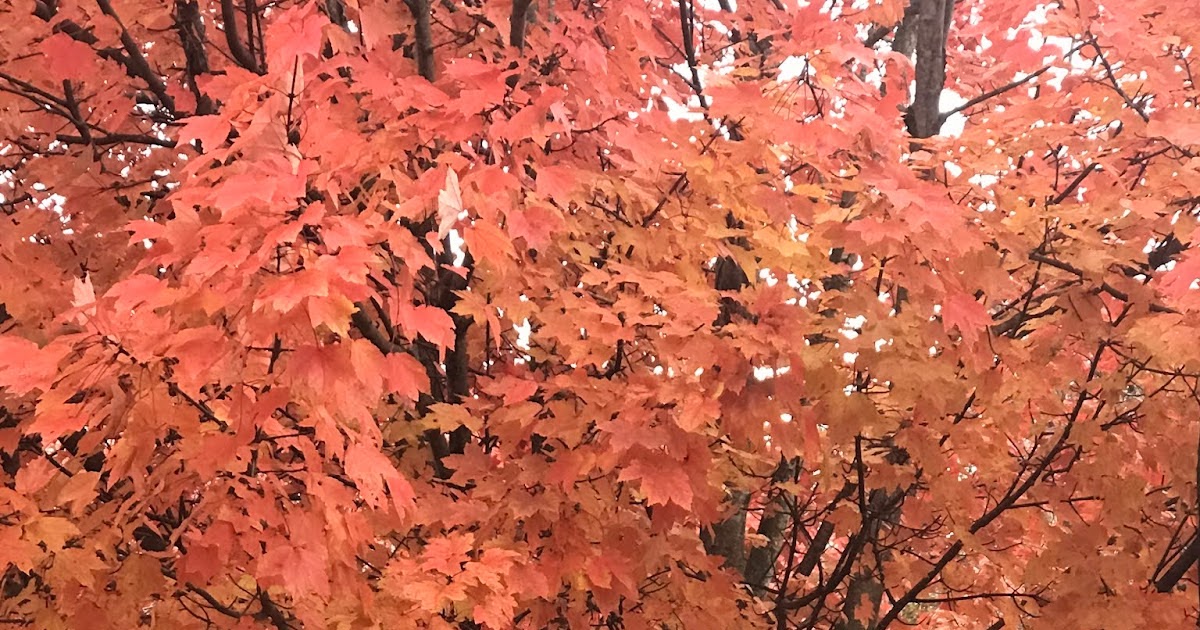 GROWING HEALTHY KIDS: WELLNESS WEDNESDAYS: Fall Colors