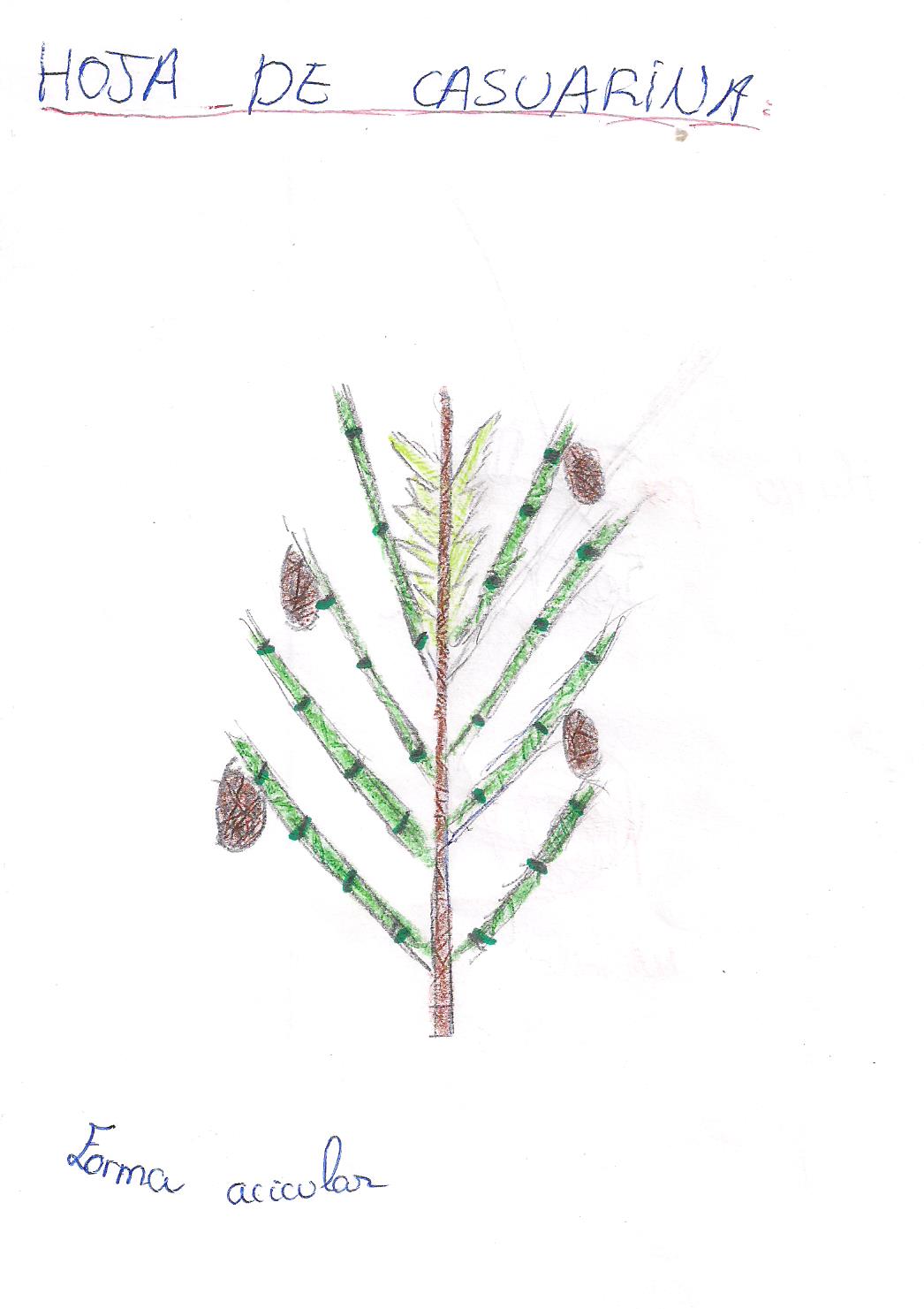 Jardín de la Glorieta de Jumilla: CASUARINA