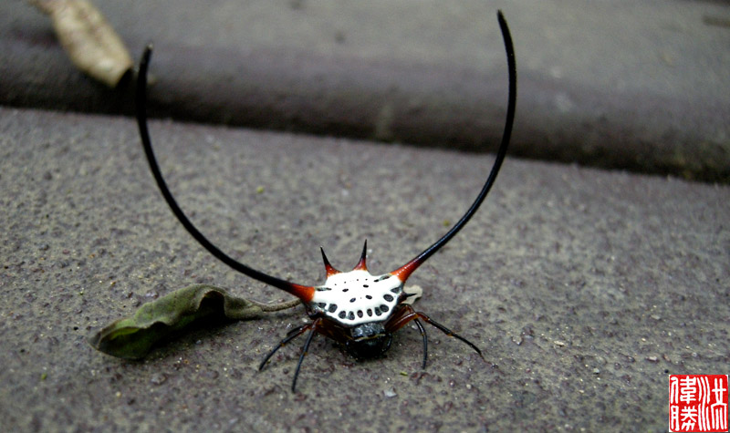 Pahang - Gasteracantha sp