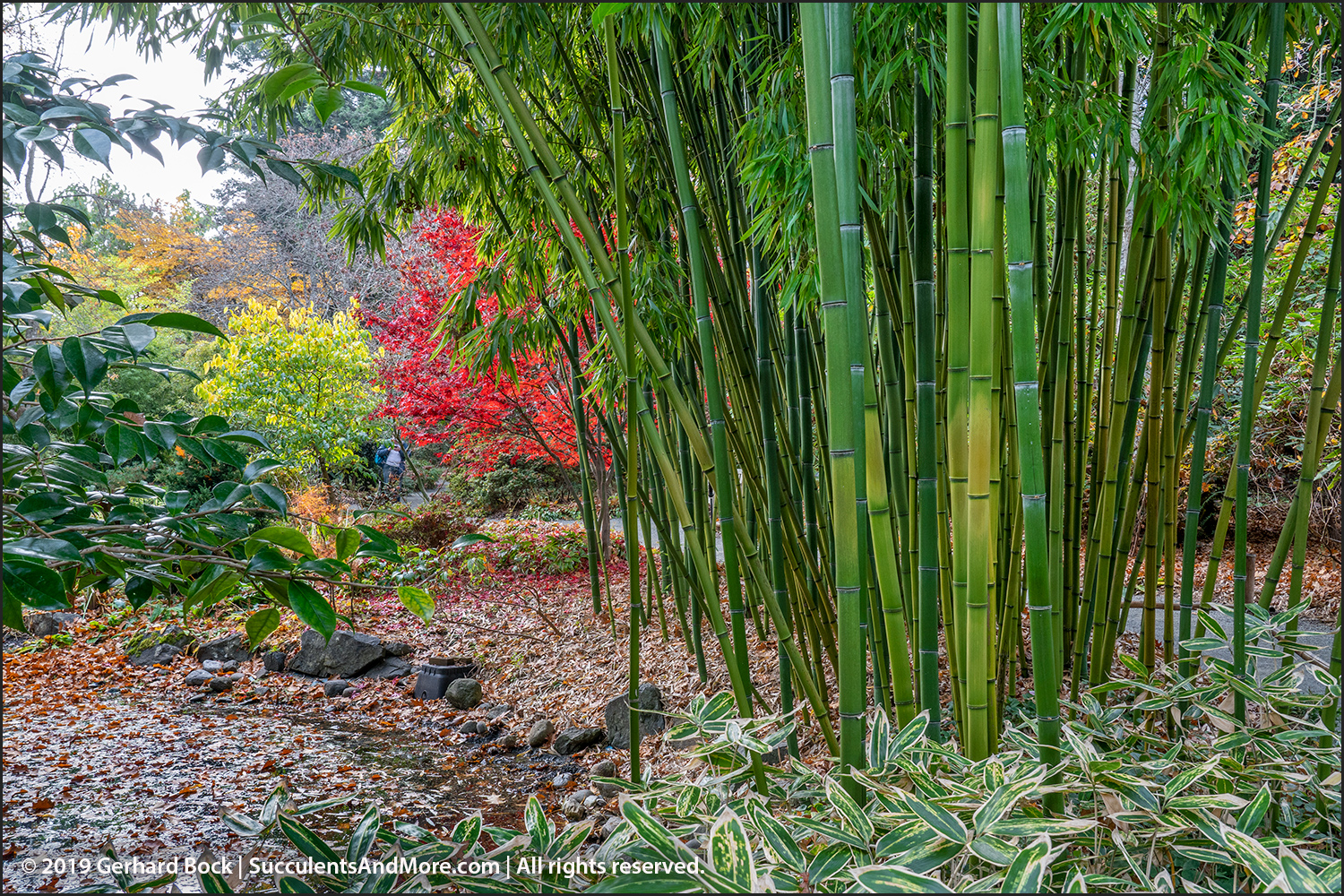 Fall color, finally—but I had to travel to British Columbia to find it