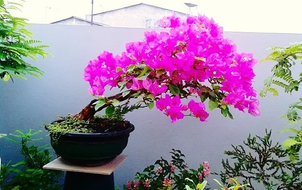 Inilah Manfaat dan Khasiat Bugenvil untuk Kesehatan Tubuh