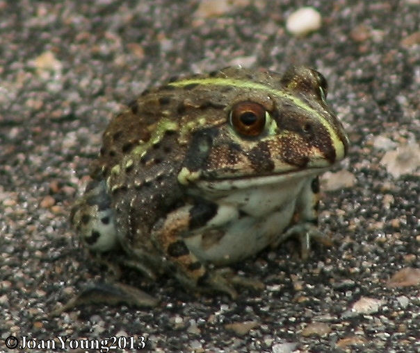South African Photographs: African Bullfrog (Pyxicephalus edulis)