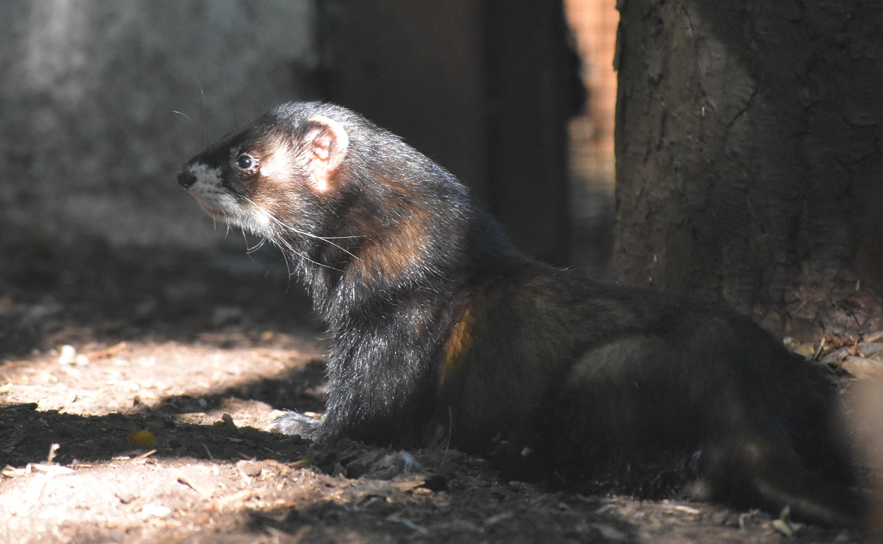 ZOOTOGRAFIANDO (6.100 ANIMALS): TURÓN / EUROPEAN POLECAT (Mustela putorius)