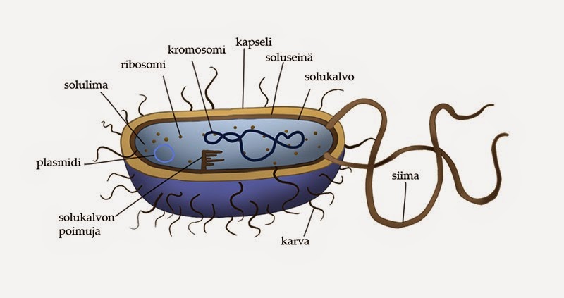 Biologia 2: 6. Solut ovat toimivia kokonaisuuksia