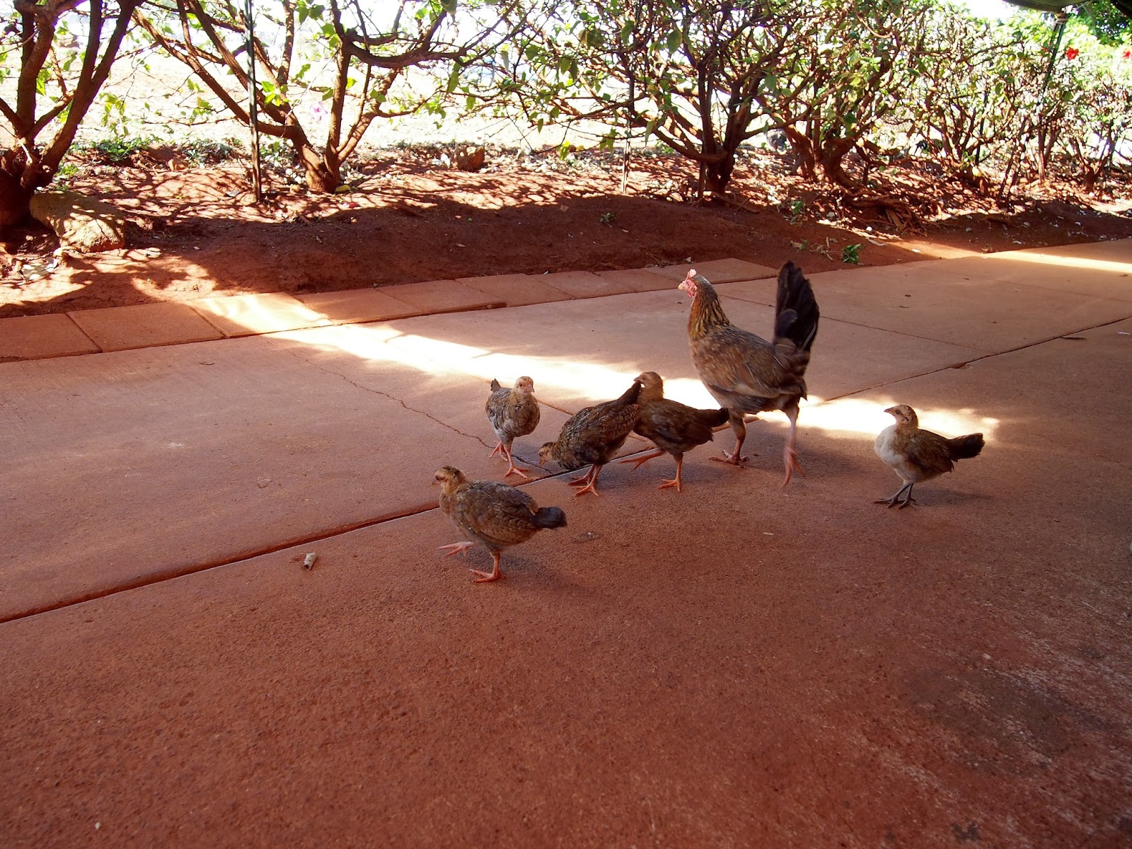 Twisted Fern Farm: Kauai Chickens