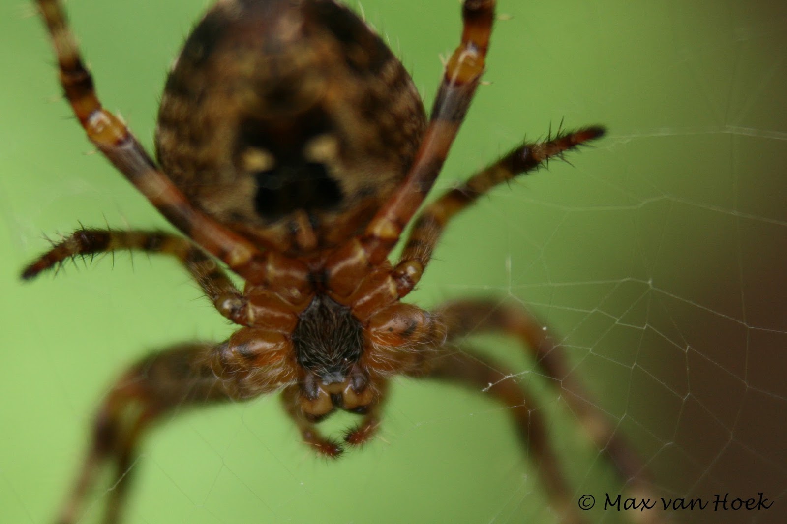 Natuurfotografie - Max - Art: Kruisspin