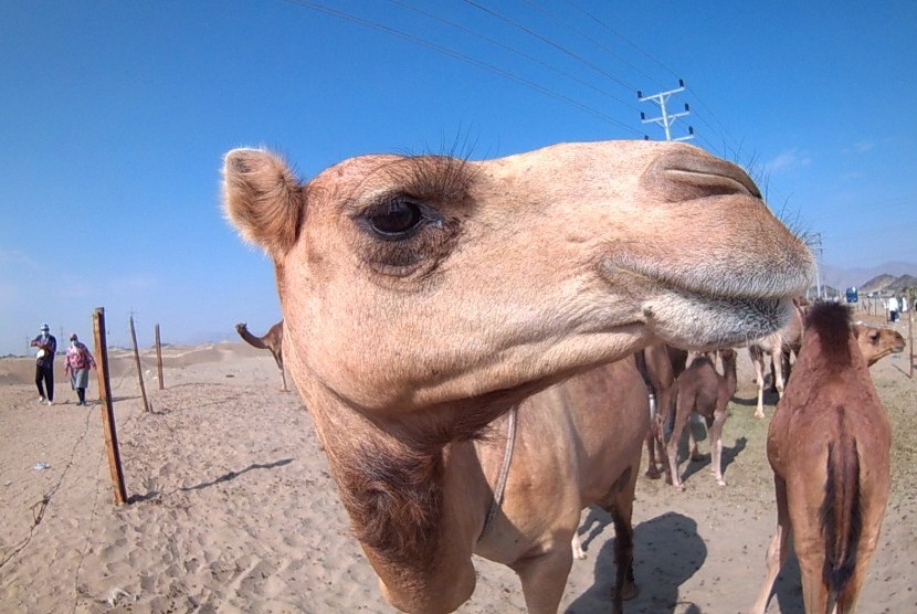 Unta Hewan Adaptasi Terbaik Di Dunia - Berita Aneh dan Unik Terbaru