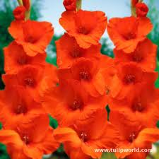 BUNGA: SIMBOL DARI WARNA BUNGA