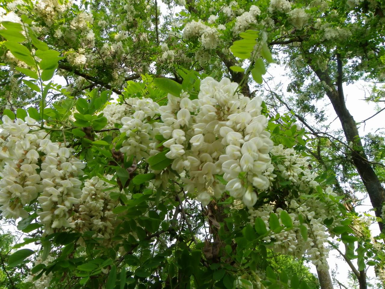 Fleur de Robinier faux-acacia