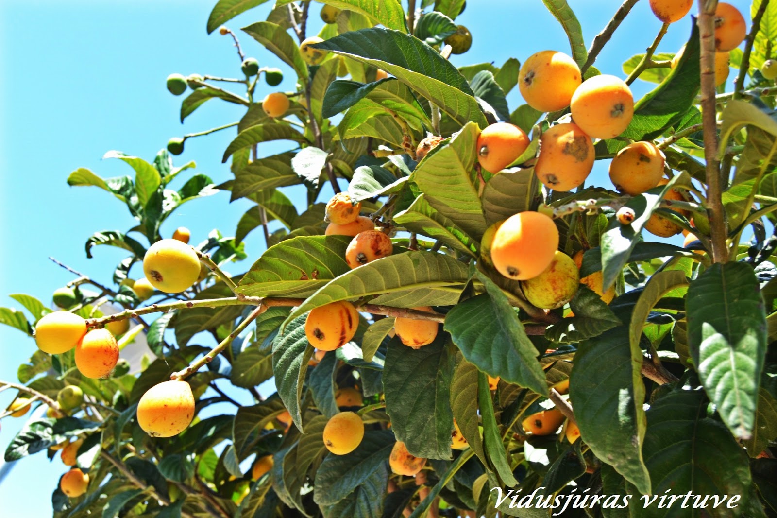 Vidusjúras virtuve: Mespils auglis (Eriobotrya japonica)