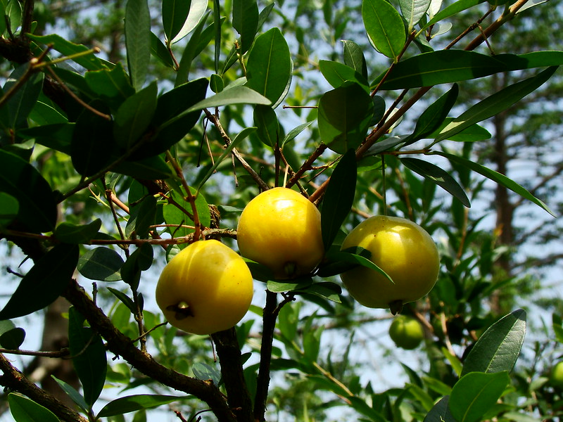 FRUTAS BRASIL: Cultivo da Uvaia