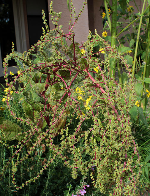 Desert Gardening Hub: Harvesting Chard