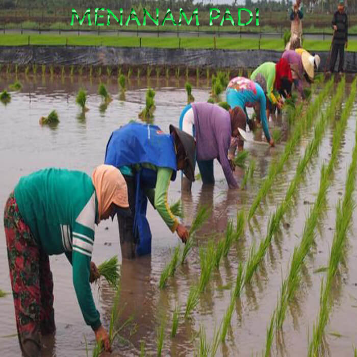 9 Cara Menanam Padi Yang Baik