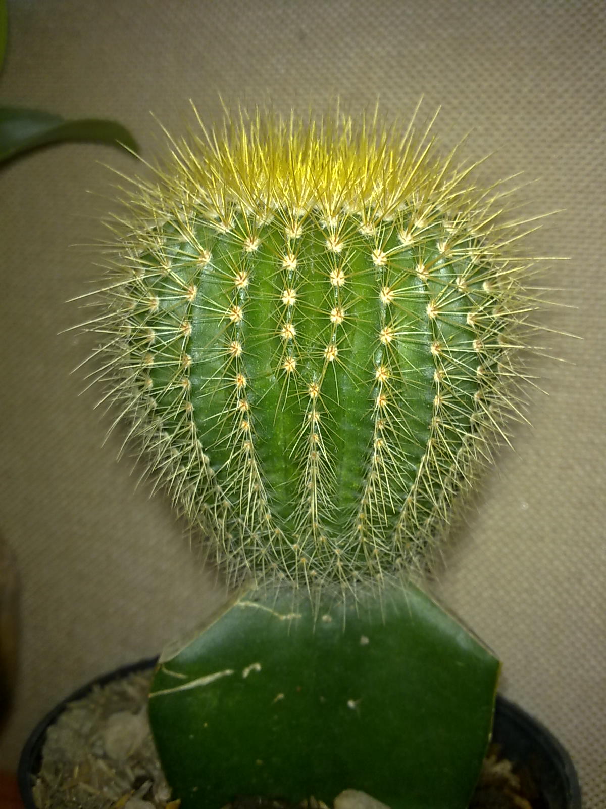 lets go younger bussines: macam macam bunga kaktus hias yg kami order