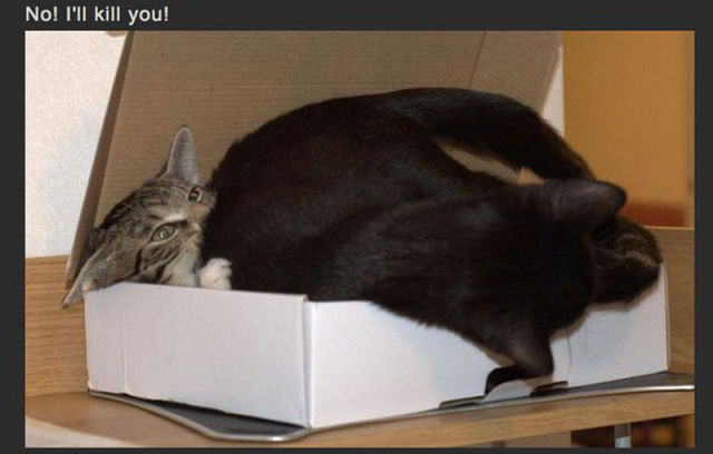 Funny Cool Pictures: The Cat In The Box