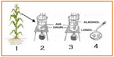 Everything in My Life: Percobaan Sachs