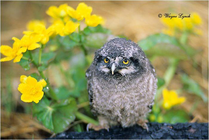 Lydia Anneli Bleth: Eulen 222/2019 🦉🦉🦉 BABY-OWLS