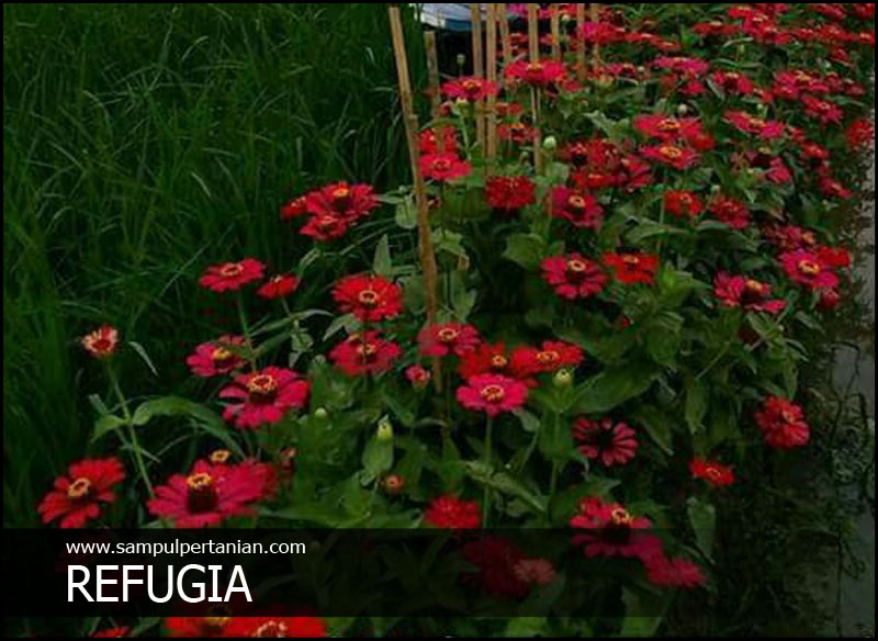 19+ Contoh Bunga Refugia yang Banyak Dicari - Informasi Seputar Tanaman ...