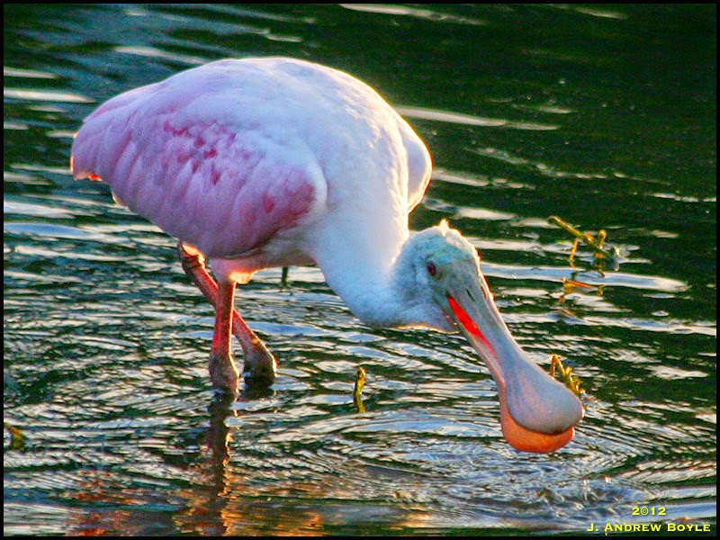 SPOONBILL photos - wallpapers (ανανεωμένο) | the fun bank