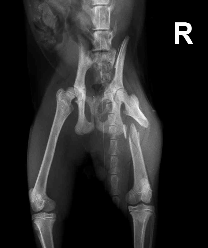 ARTROVET: Fracturas de fémur