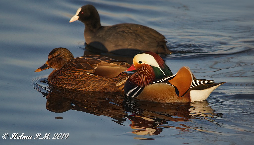 Helma's natuurfoto's: Mandarijneend - Aix galericulata..................