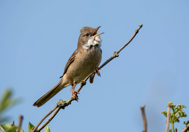 Chipster63 Photography: English Songbirds