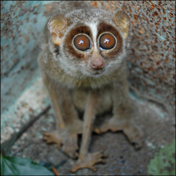 Accidentally Excellent: PURRSday [the slender loris]