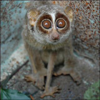 Accidentally Excellent: PURRSday [the slender loris]