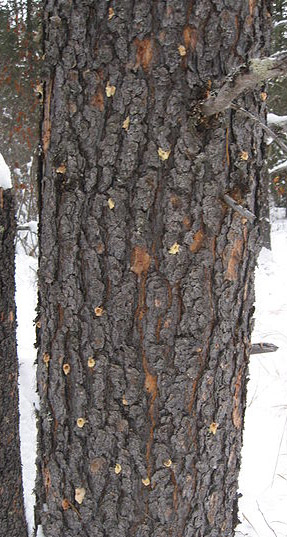 Lodgepole Pine Bark