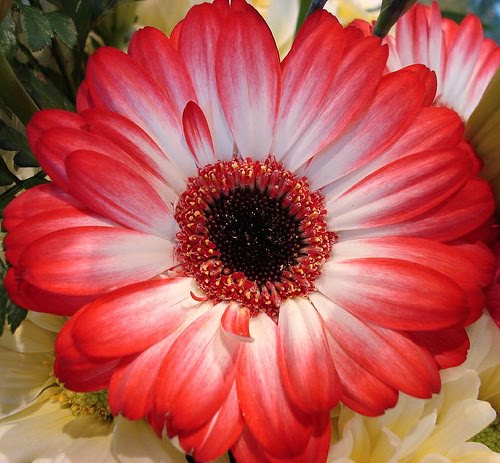 Tanaman Khas Pulau Sumatra | mase_wahid