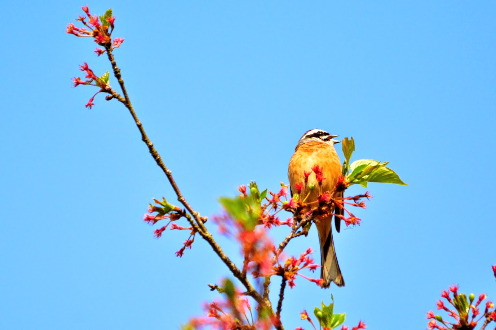 Birding Life in Japan: 頭が黄色いスズメ？ A yellow headed-sparrow?