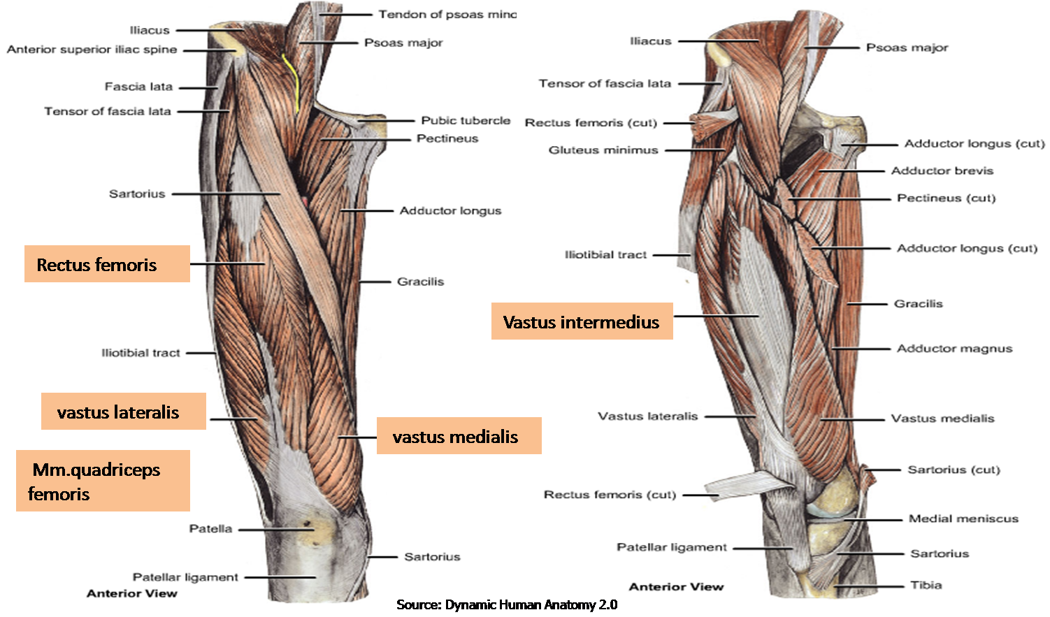 ALAT GERAK SISTEM MUSKULOSKELETAL ( OTOT RANGKA )
