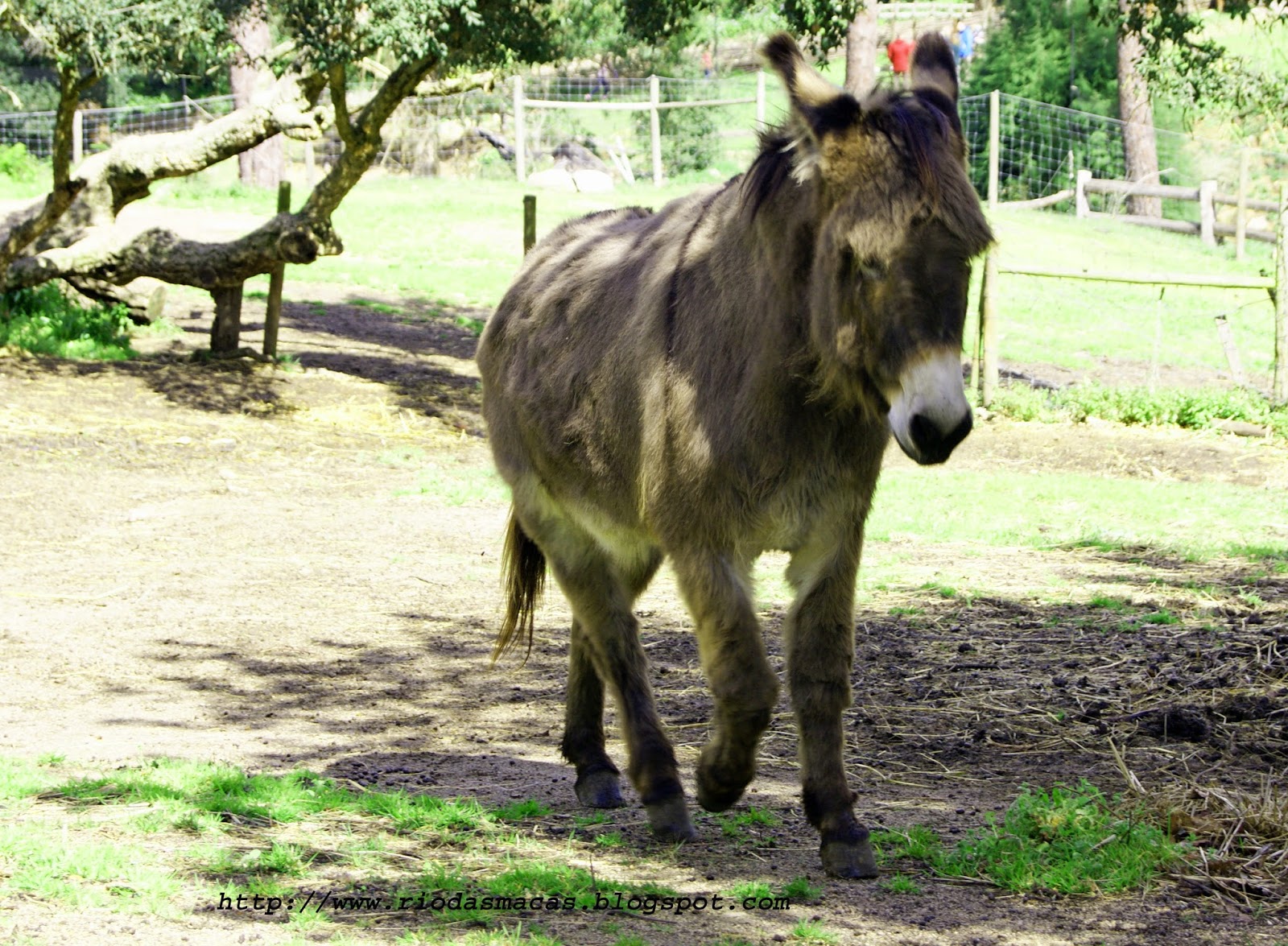 Dia Internacional do Burro