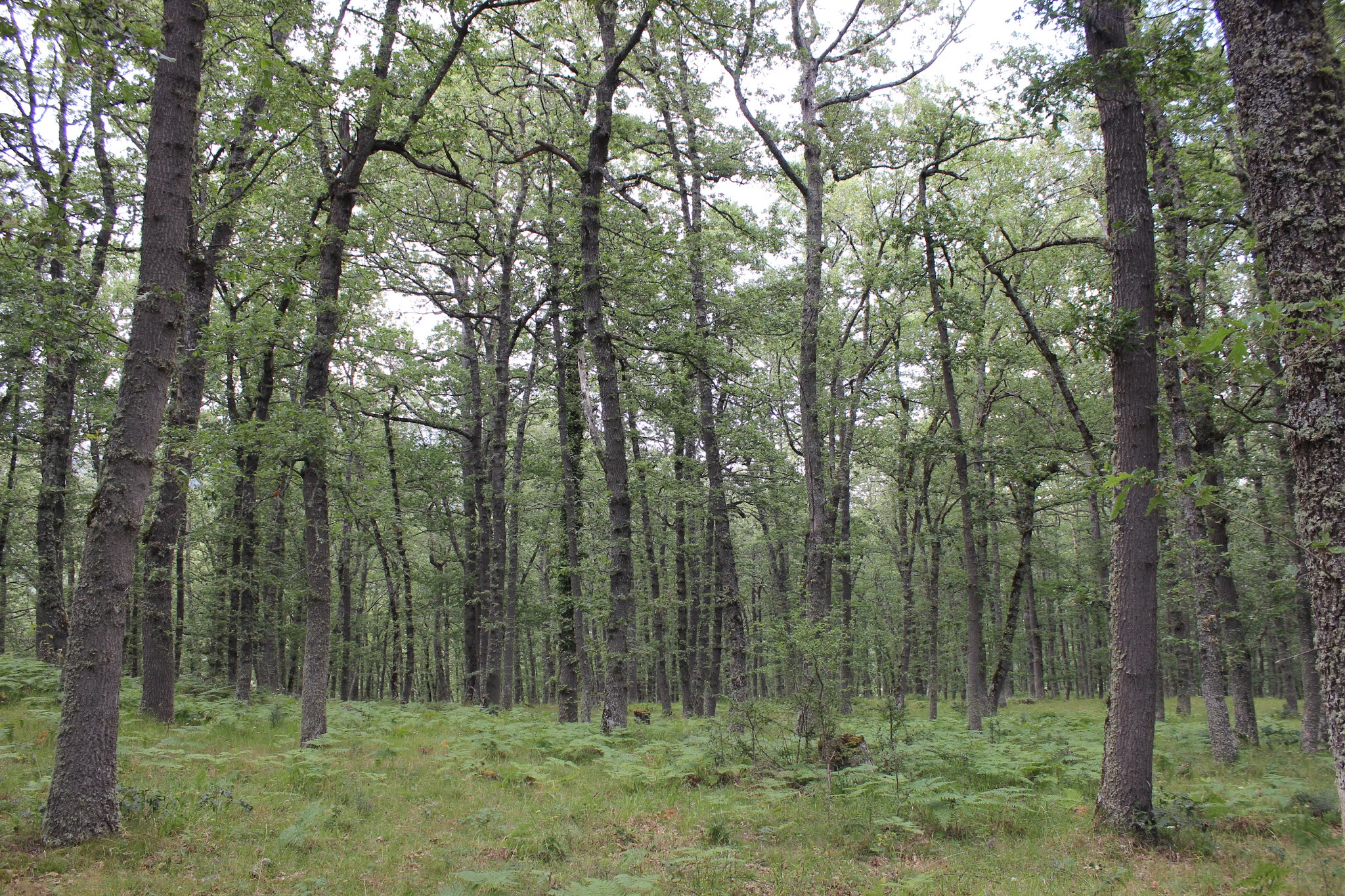 Conociendo a Quercus: EL BOSQUE DE QUERCUS. ITINERARIO