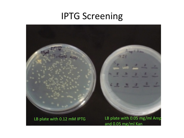 生化学者のひとりごと: 大腸菌でタンパク質を発現する法8：培養条件その3 IPTGの至適濃度