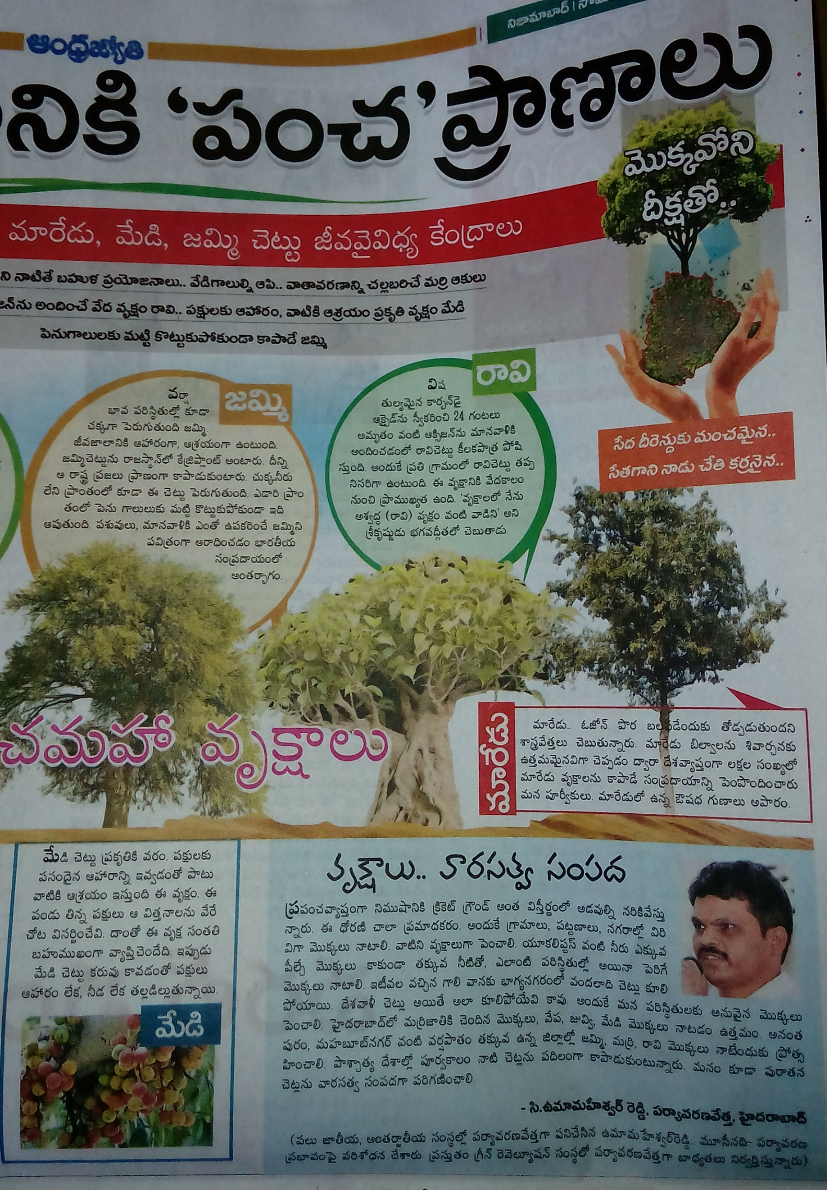 AGRICULTURE INFO: JEEVAJALANIKI PANCHAPRANALU - MARRI,RAVI,MAREDU,MEDI ...