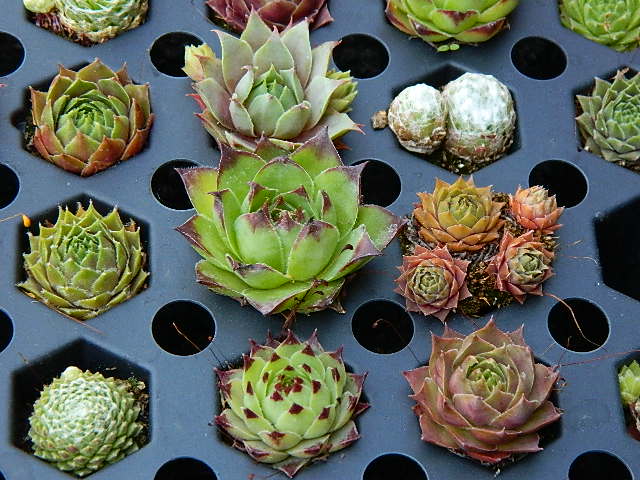 Roth Daylilies: Hosta and Succulents