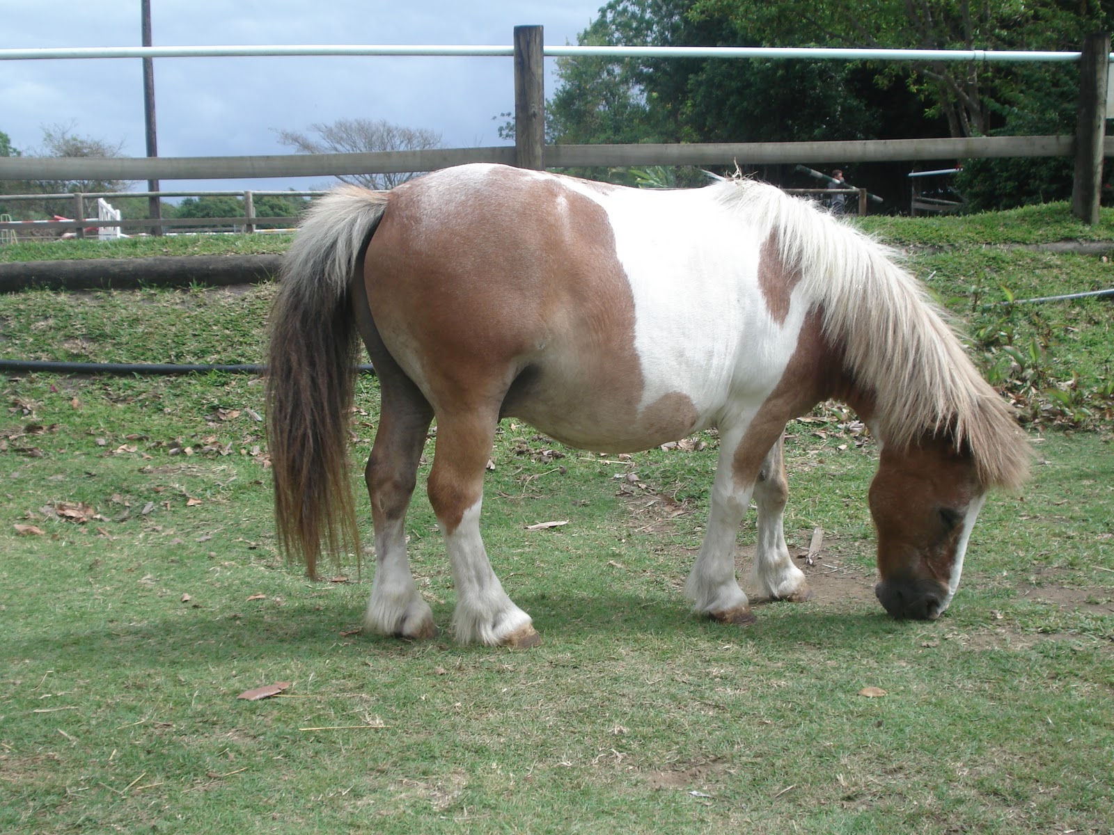 En selle: Comprendre le cheval