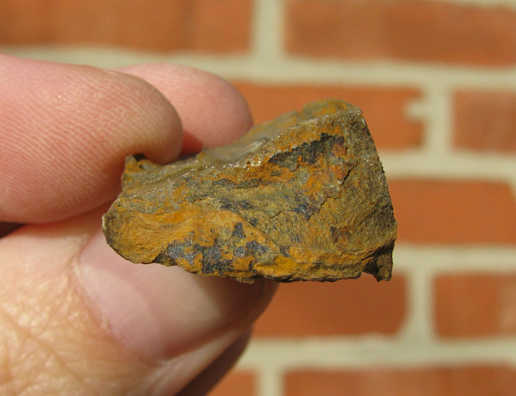 Views of the Mahantango: Leptaena analogaeformis brachiopod from Poland