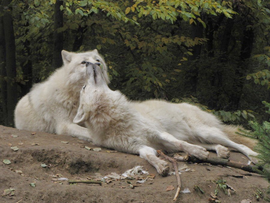 White Wolf : 30 Pictures That Will Make You Fall In Love With Wolves