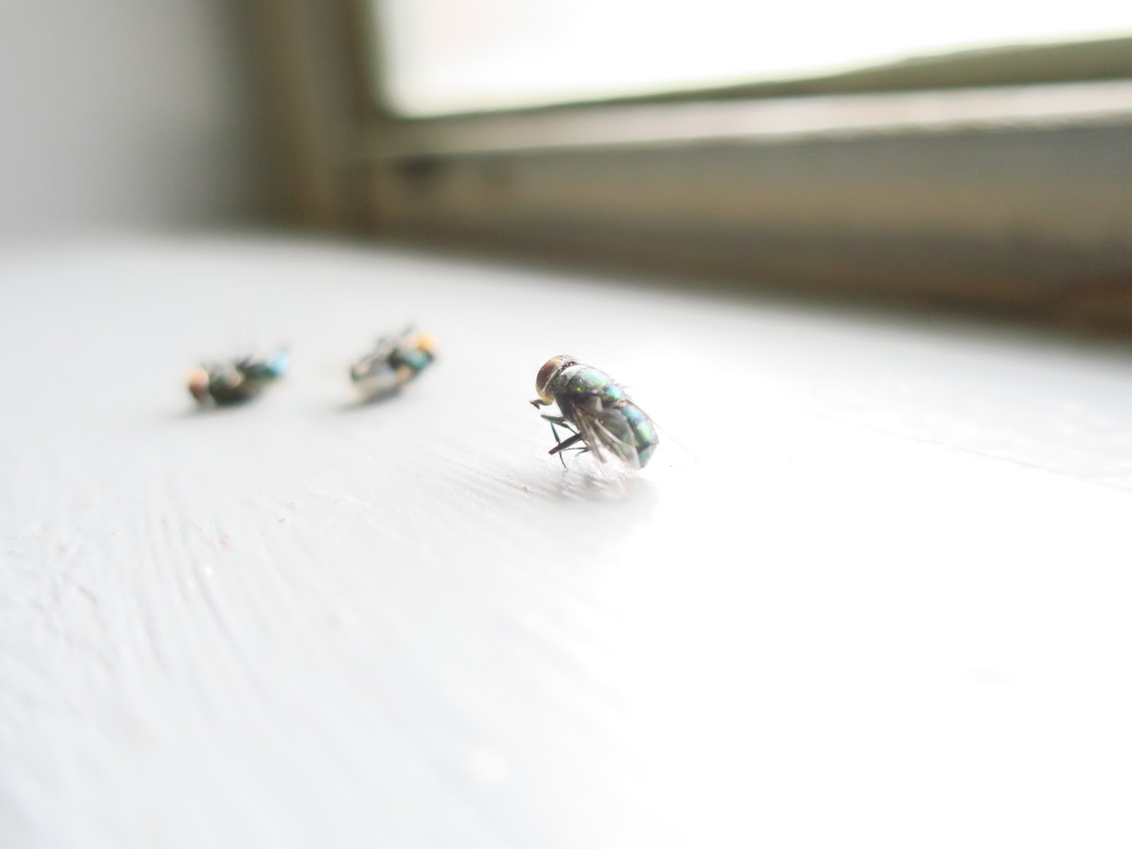 Living Rootless: Birmingham, AL: Beelzebub in Birmingham